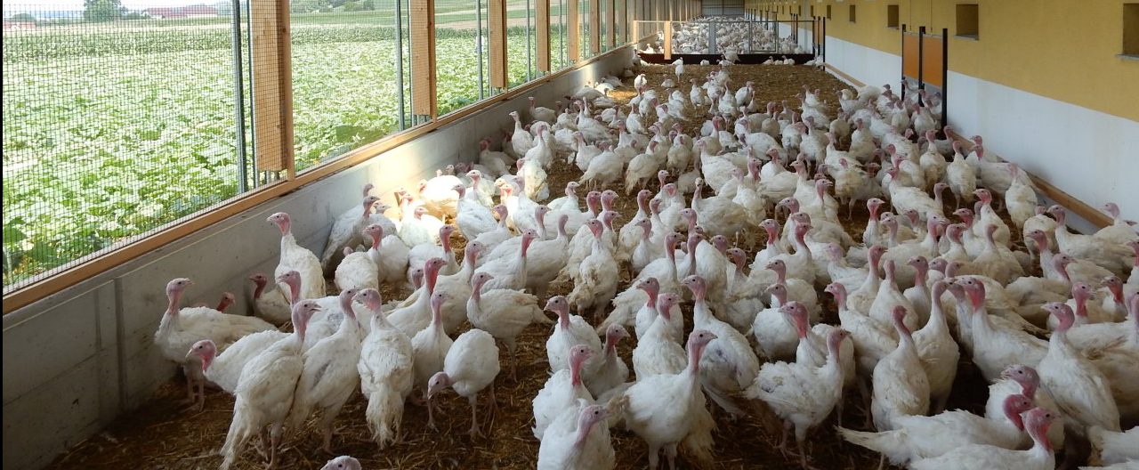 Biochem bringt Gallipro Fit - bauernnetzwerk