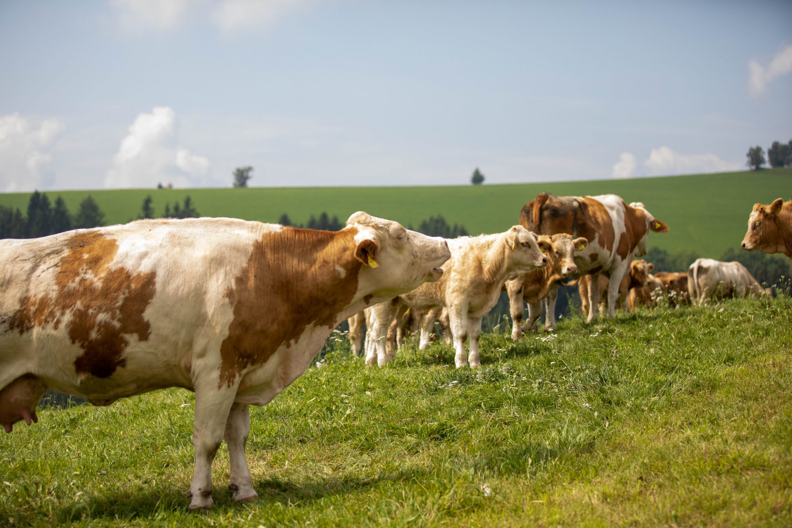 Ihre Rinder sind mehr wert? - bauernnetzwerk