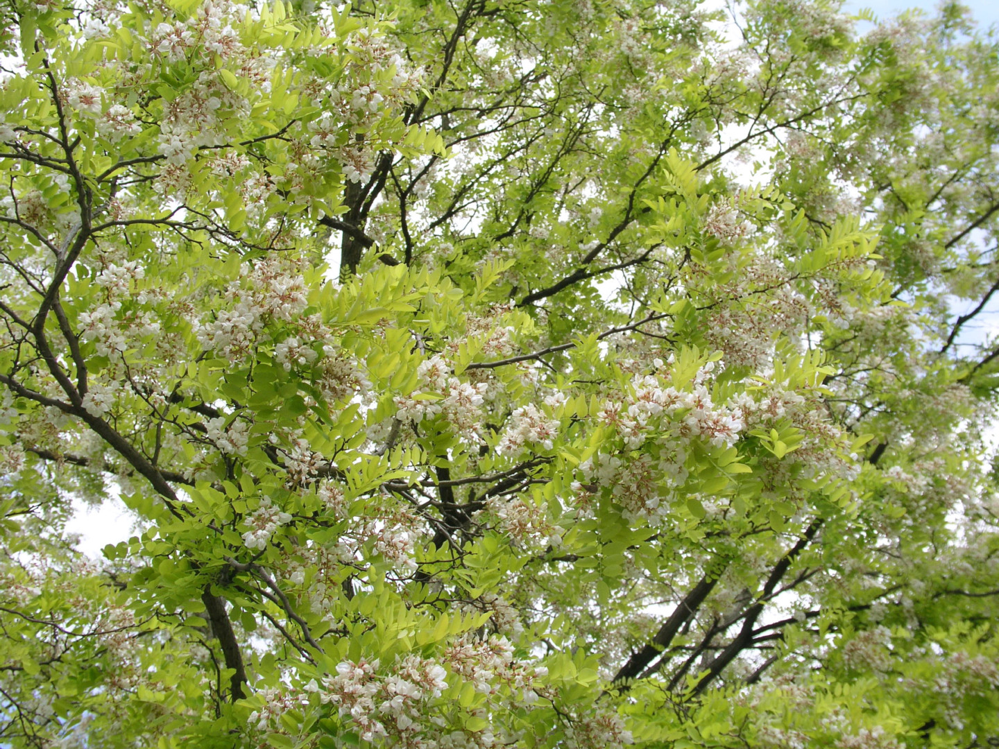 Fremde Baumarten können nützlich sein - bauernnetzwerk