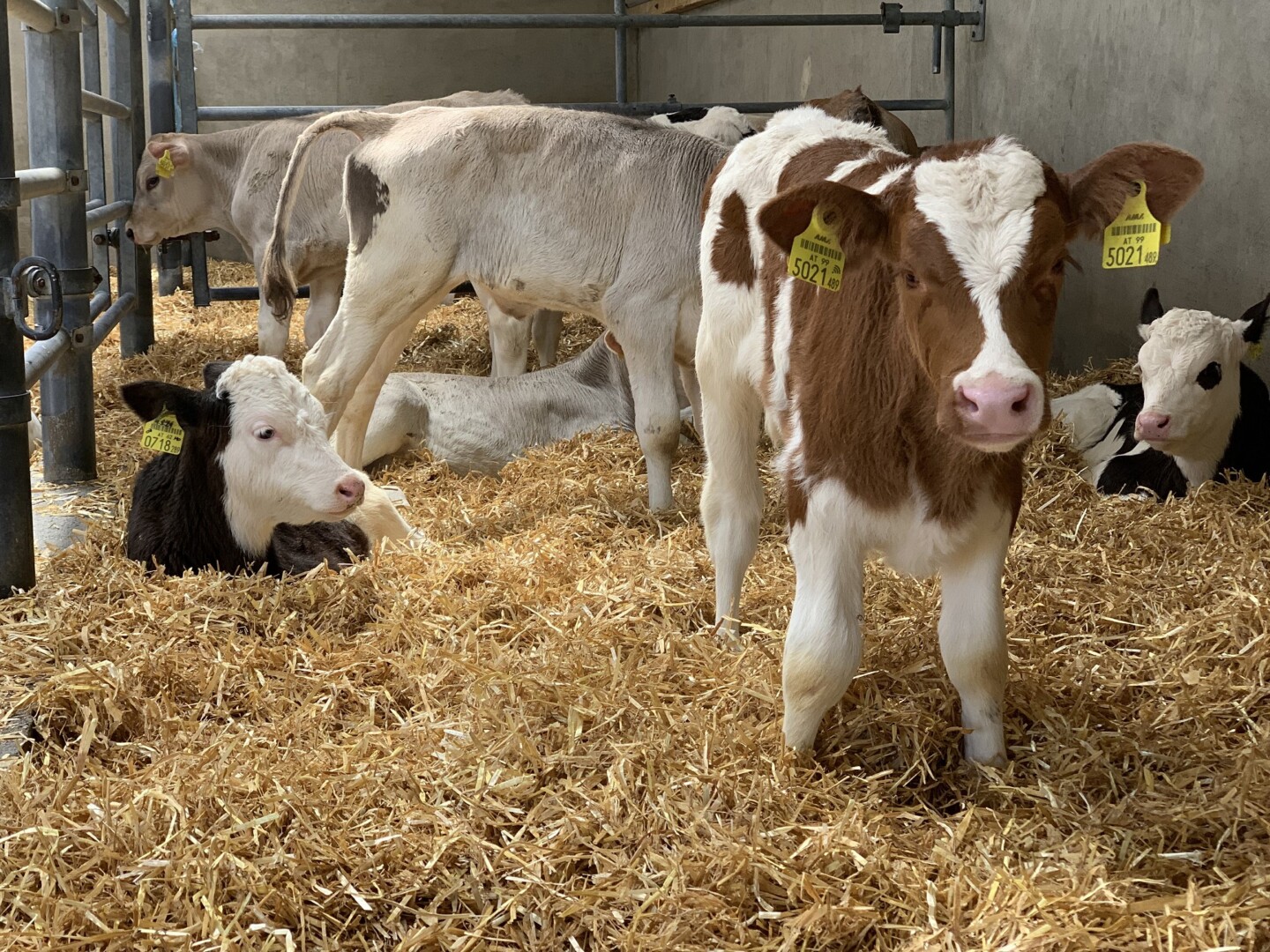 Zwei neue LFI-Broschüren zum Kalb rosé - bauernnetzwerk